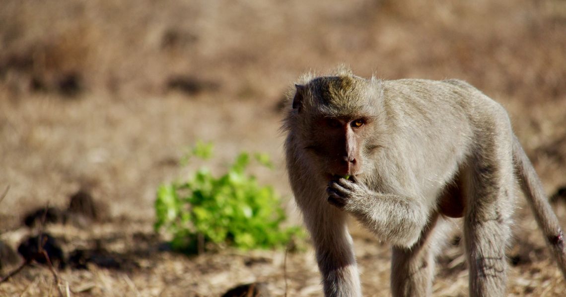 Falske dyreredningsvideoer snyder på sociale medier | Dyrenes Beskyttelse